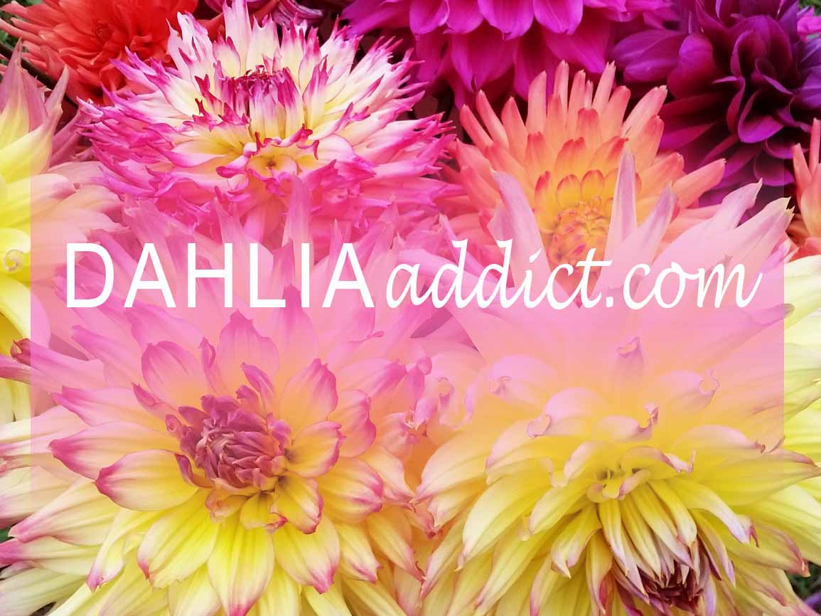 Varieties - Growing Dahlias